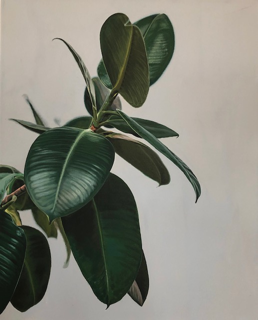 Flora & Fauna - Isabel Robertson - Casa Lethbridge