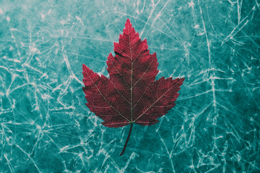 Chromatic Foliage - Jordan Mudrack - Casa Lethbridge