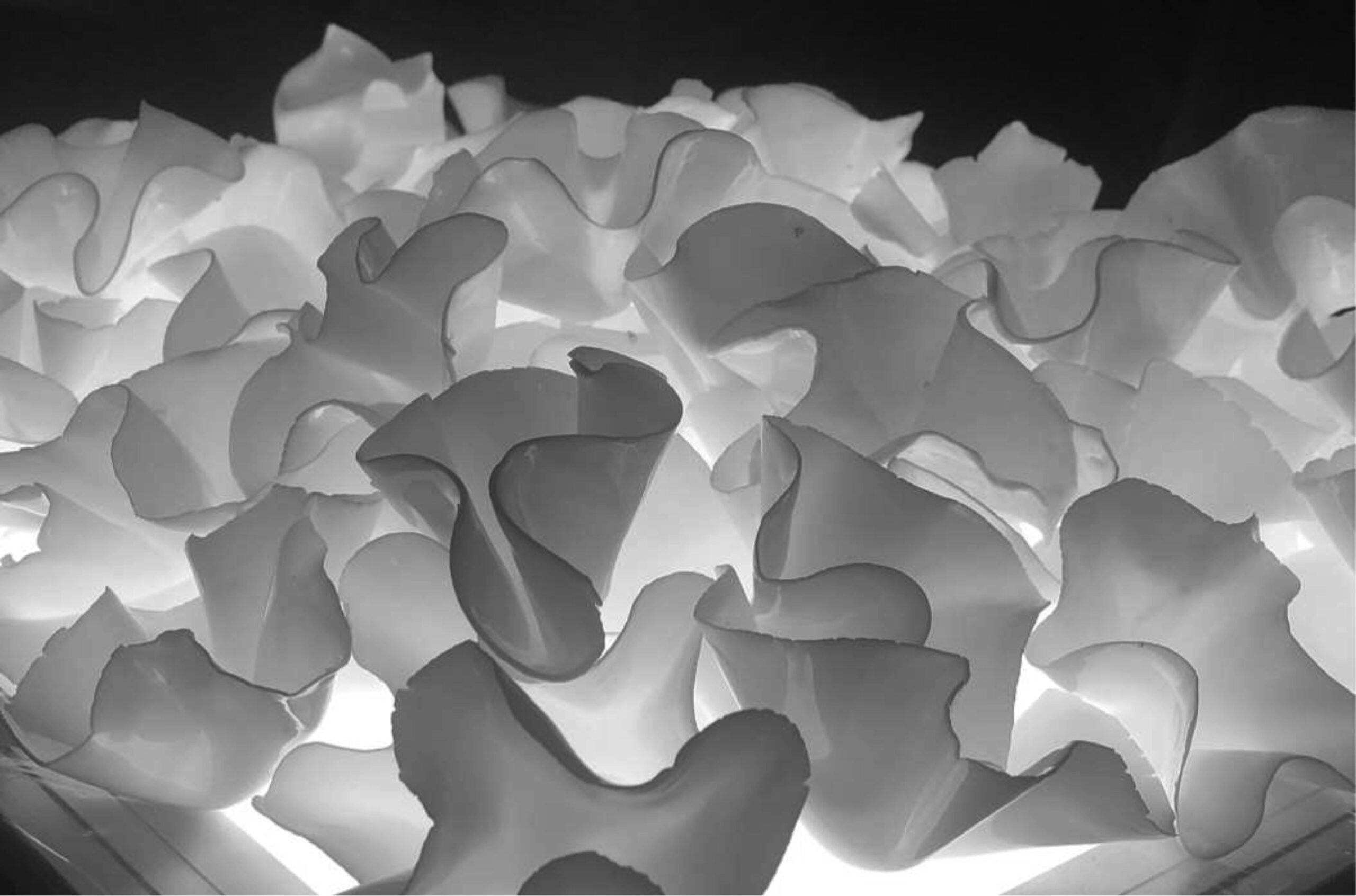 Flowers - Catherine N Ross - Casa Lethbridge